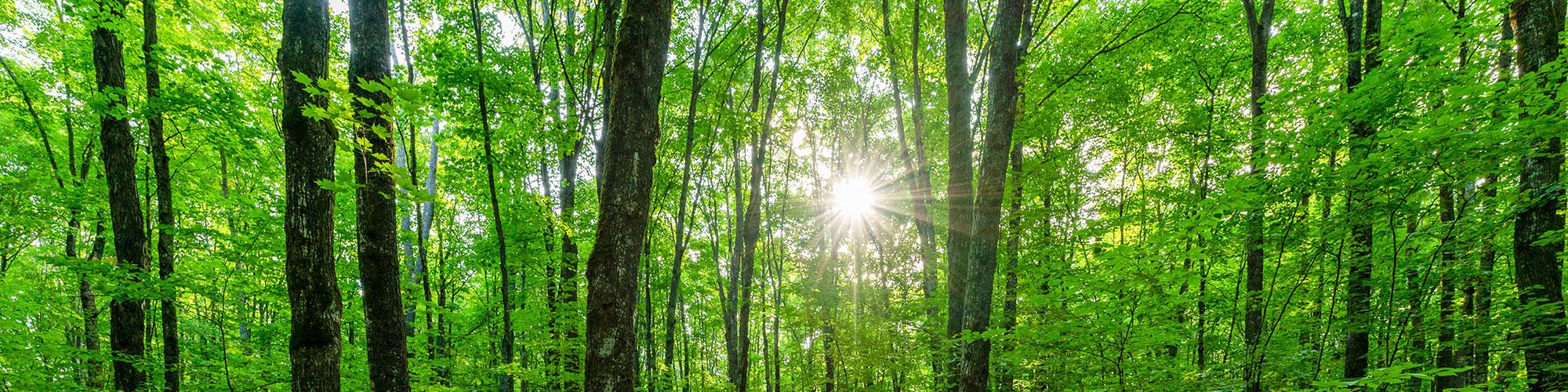 About The Magnuson Hotel & Indianhead Motel